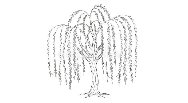 Beautiful Willow Tree Drawing with Hanging Branches for Creative ...