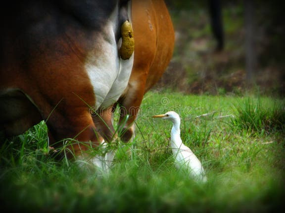 Imminent disaster stock image. Image of danger, grass - 28046023