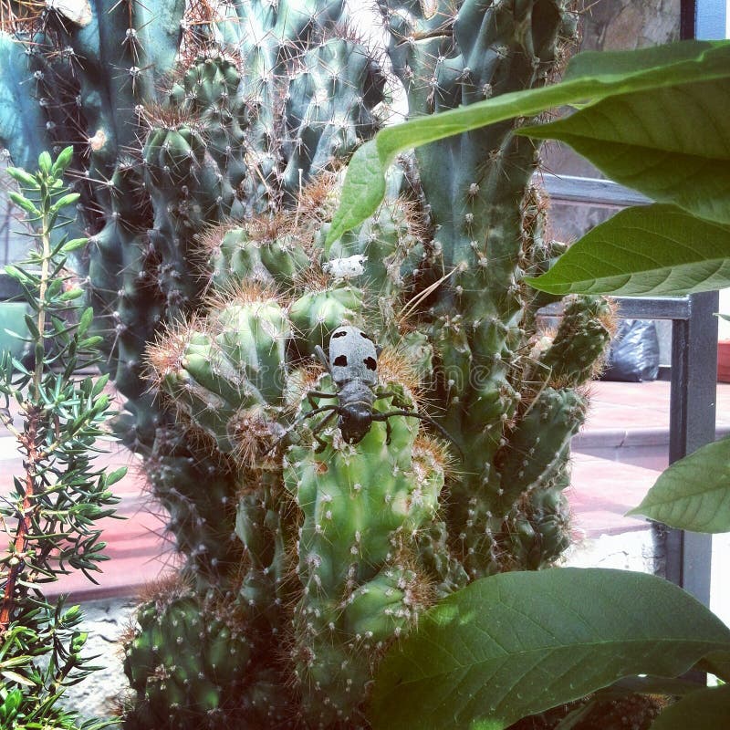 Immortal bug stock image. Image of nature, beetle, immortal - 56054157