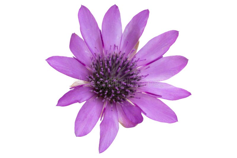 Immortelle flower isolated stock image. Image of everlasting - 264821423
