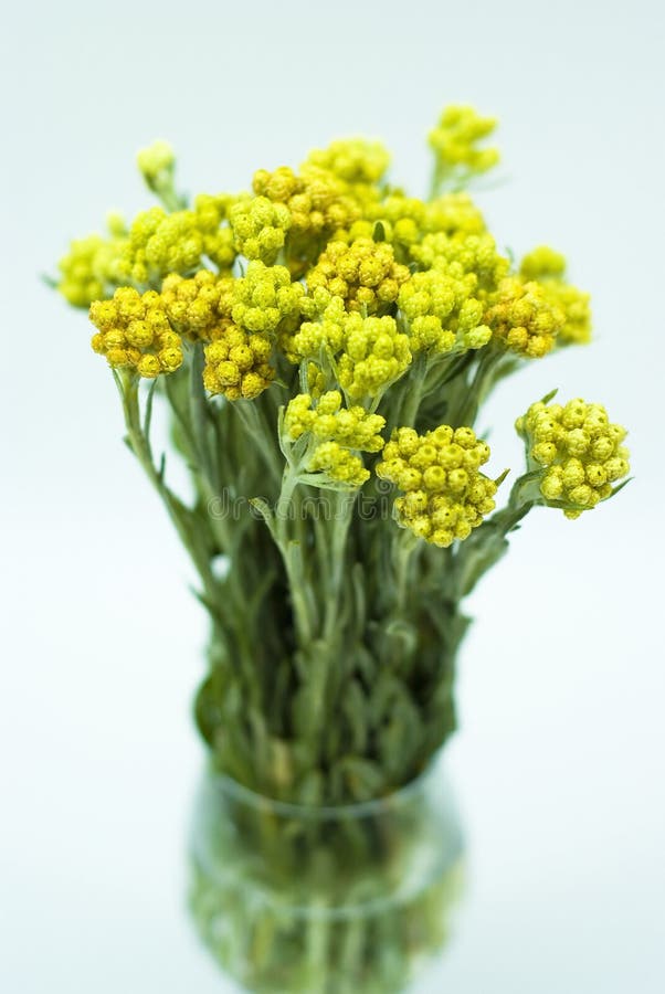 Helychrysum - Immortelle Flowers Stock Image - Image of botany, flora ...