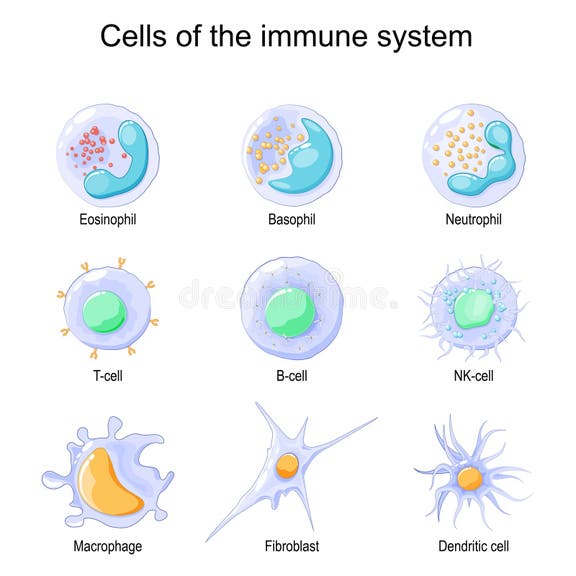 Cells of the Immune System. White Blood Cells or Leukocytes Stock ...