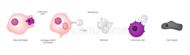 Immune response system stock vector. Illustration of immune - 137774567