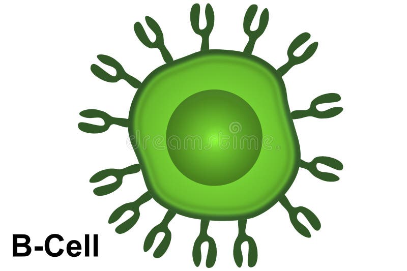 Immune System B Cells Isolated in White Background Stock Illustration ...