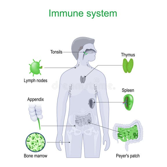 Immune System. Part of Lymphatic System Stock Vector - Illustration of ...