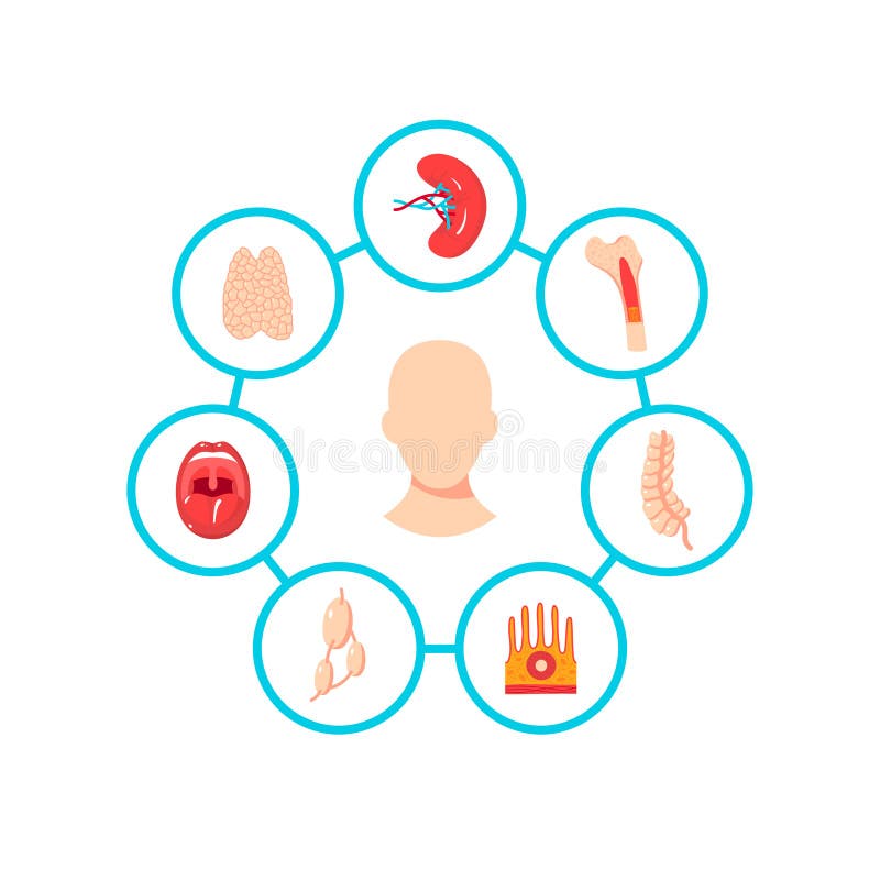 Infographic Immune System Stock Illustrations – 1,468 Infographic ...