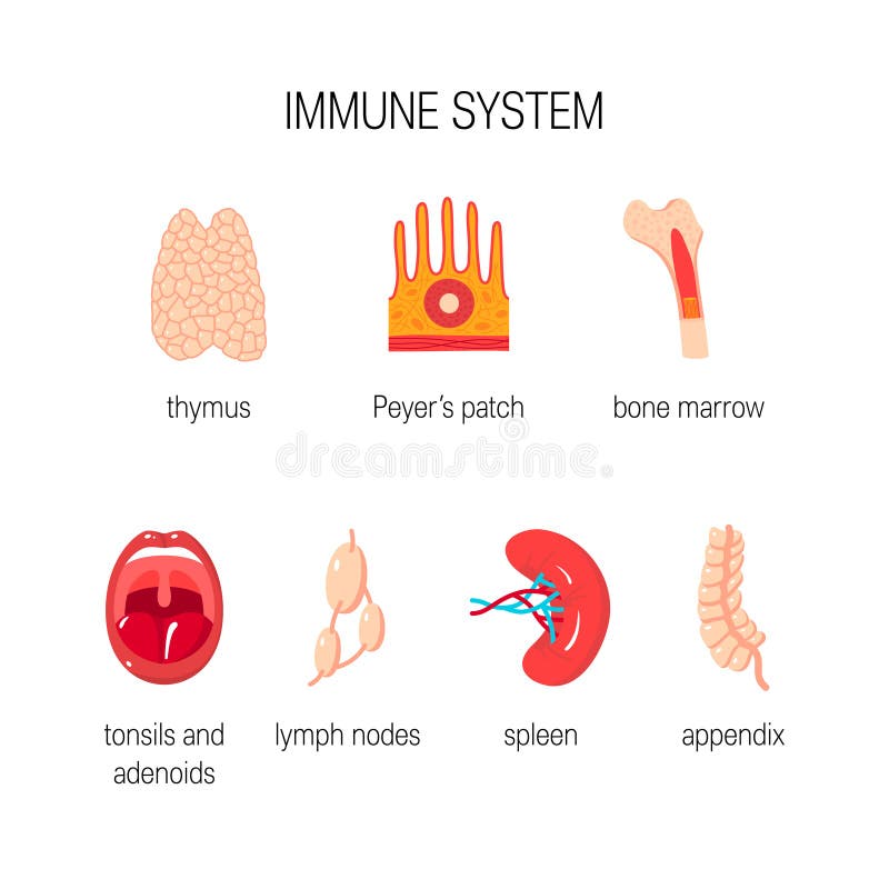 Immune System Cartoon Stock Illustrations – 2,441 Immune System Cartoon ...