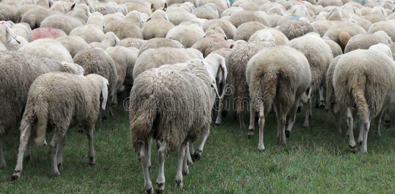 IMMUNITY of Flock or HERD Immunity Against Diseases and Viruses Stock ...