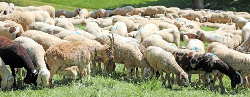 IMMUNITY of Flock or HERD Immunity Against Diseases and Viruses Stock ...