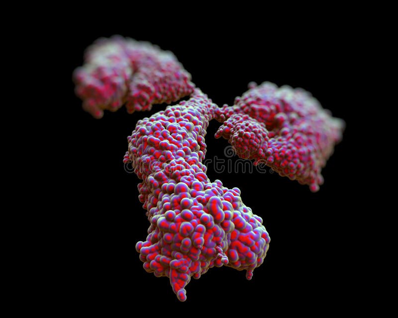 Immunoglobulin G antibody stock illustration. Illustration of antibody ...