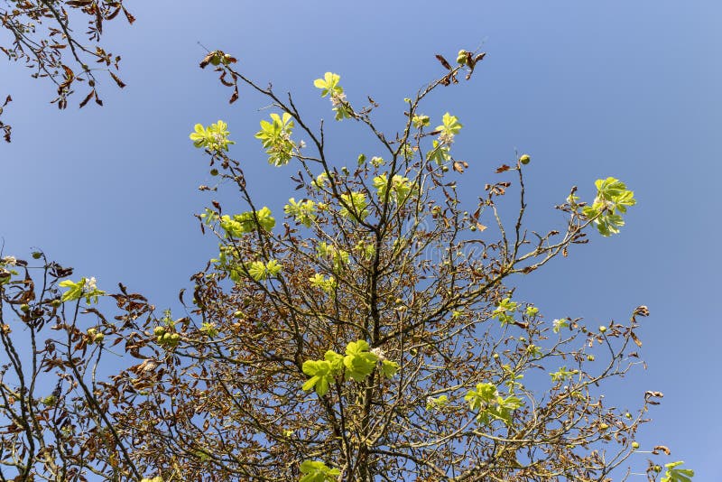 The Impact of Global Warming and the Second Chestnut Bloom during the ...