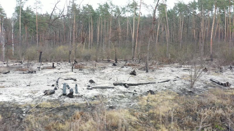 Forest a Year after the Fire. Gradual Recovery. Stock Video - Video of ...