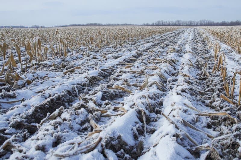 Impact of Winter Frost on Spring Crops Damage Assessment in Winter ...