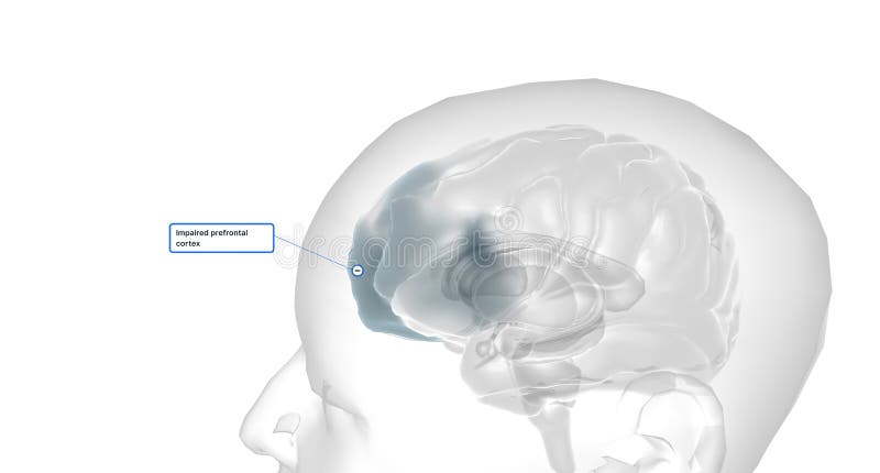 The Prefrontal Cortex Brain Stimulation Stock Illustration ...