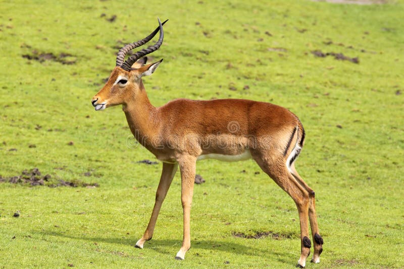 Male impala antelope stock photo. Image of african, male - 18652892