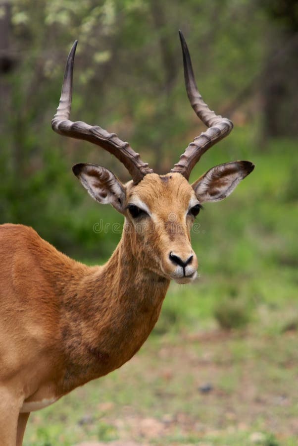 Impala stock photo. Image of botswana, ears, zambia, nature - 11059888