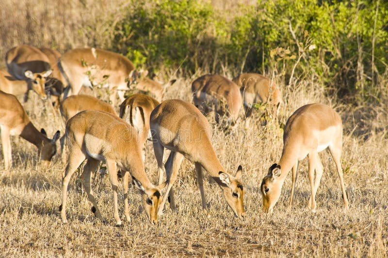 Springboks stock photo. Image of natural, ecology, closeup - 17925574