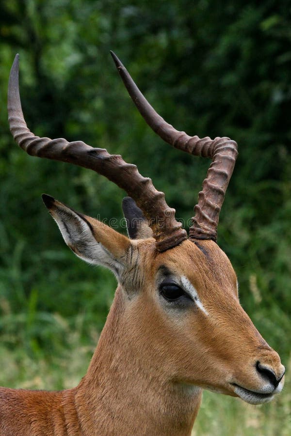 Impala stock image. Image of nature, wildlife, safari - 12828415