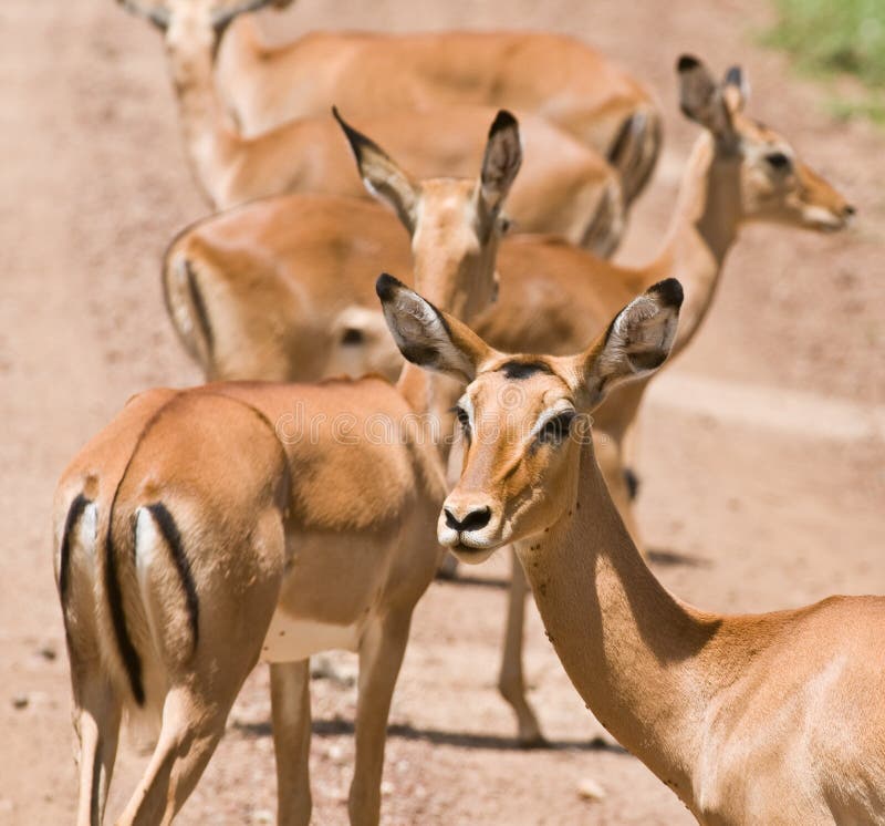 Impala stock photo. Image of female, crossing, africa - 13657490