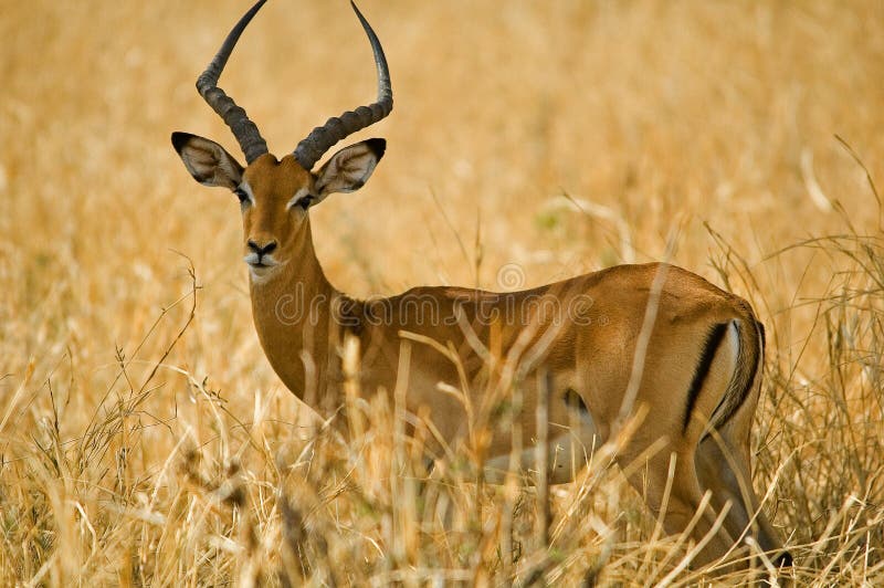 Impala stock image. Image of mammal, africa, safari, impala - 1501341
