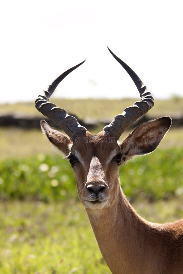 Male impala antelope stock photo. Image of african, male - 18652892