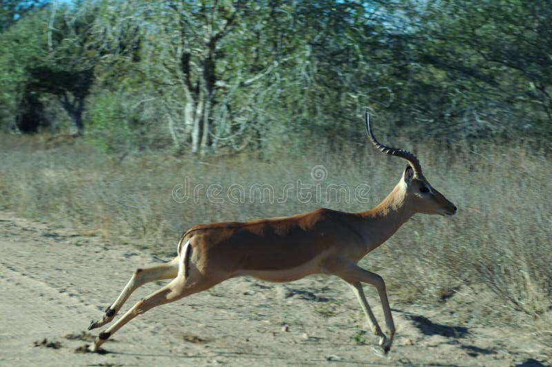 Impala stock image. Image of motion, leap, speed, impala - 1722497