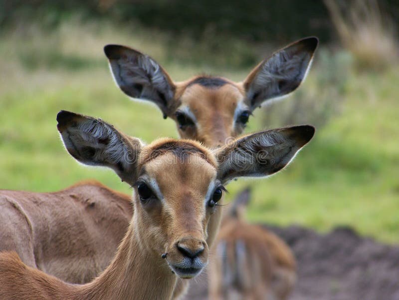 Impala stock photo. Image of innocent, ears, safaris, agile - 1746246