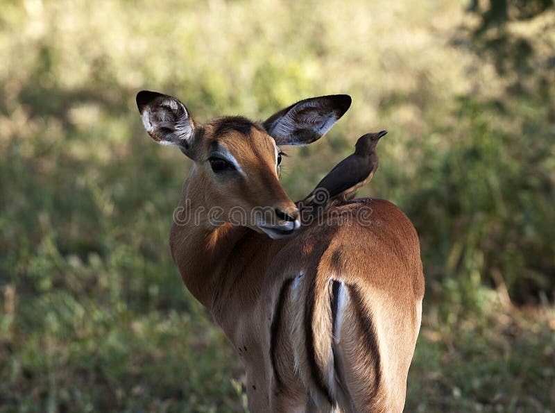 Impalas stock image. Image of antelope, animals, face - 1133715