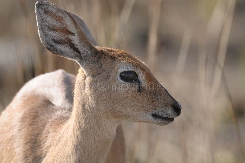 Impala stock image. Image of aepyceros, faces, animals - 1133599