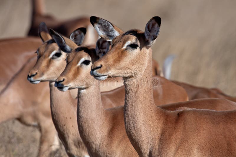Lioness showing teeth stock image. Image of park, lion - 5355525