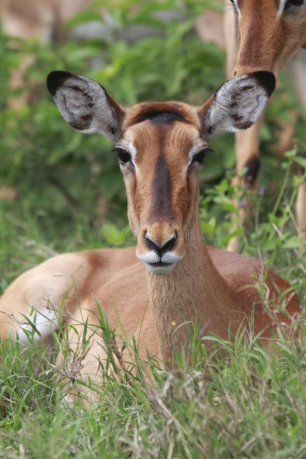 Portrait of a Male Impala Antelope Stock Image - Image of appealing ...