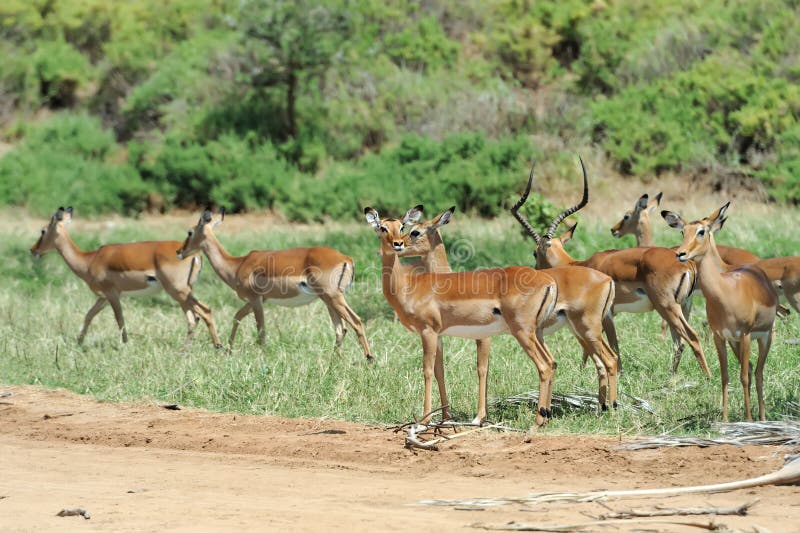 Impala imagen de archivo. Imagen de exterior, pista, alarma - 42933135