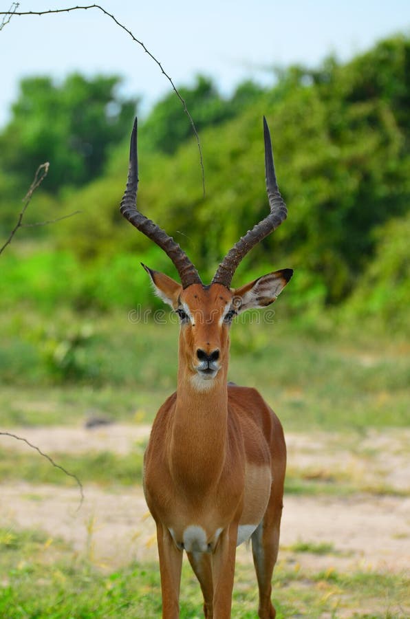 Impala imagen de archivo. Imagen de safari, impala, cornamentas - 53108029