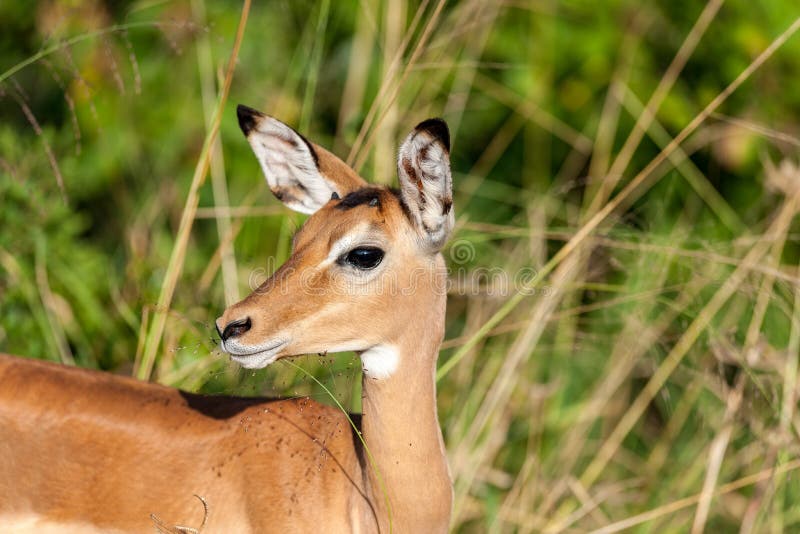 Impala imagem de stock. Imagem de selvagem, cascos, feriado - 39411167