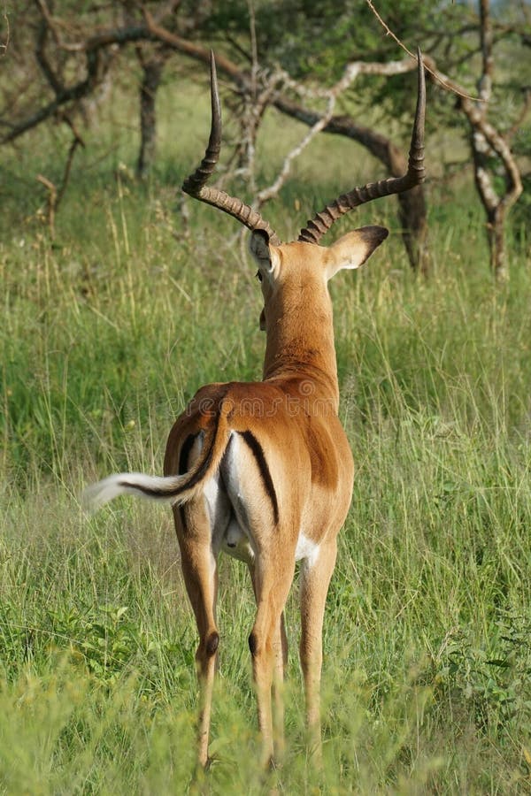 Impala foto de archivo. Imagen de pradera, safari, animal - 75643302