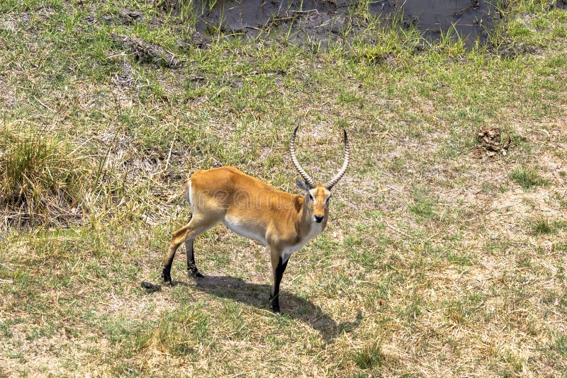 Impala from Above in Botswana, Africa Stock Image - Image of impala ...