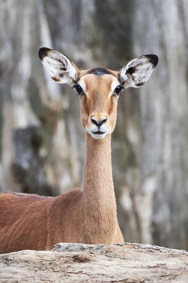 Impala (Aepyceros Melampus) Stock Photo - Image of wildlife, fauna ...