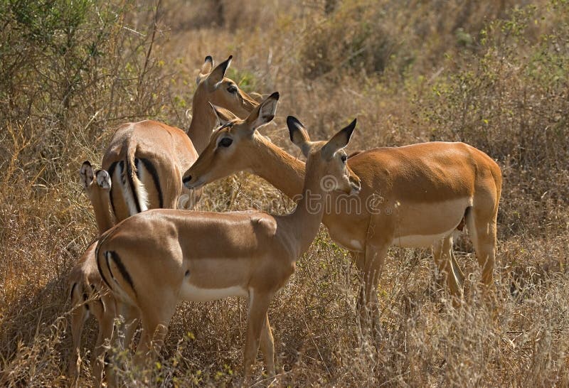 Impala, Impala, Aepyceros Melampus Stock Image - Image of africa ...