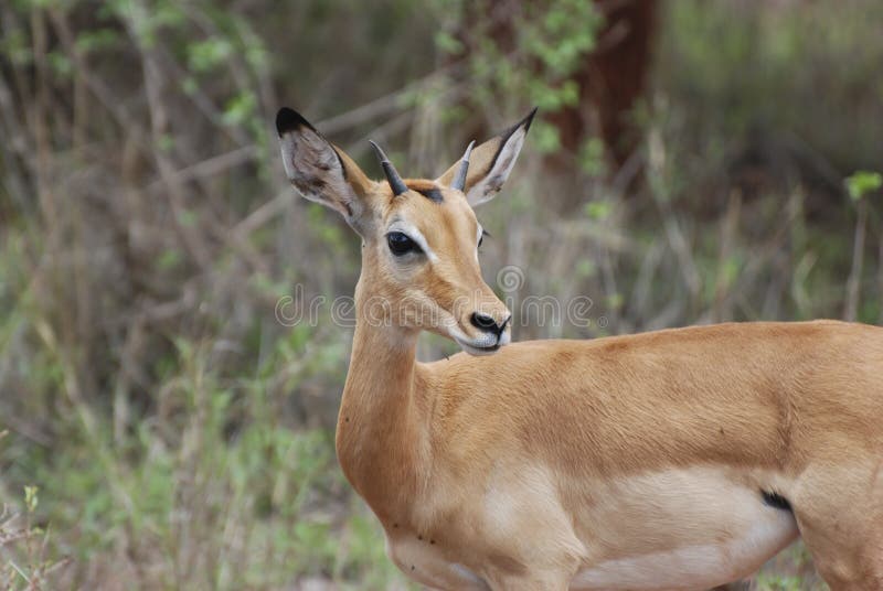 Impala (Aepyceros Melampus Petersi) Stock Image - Image of savanna ...