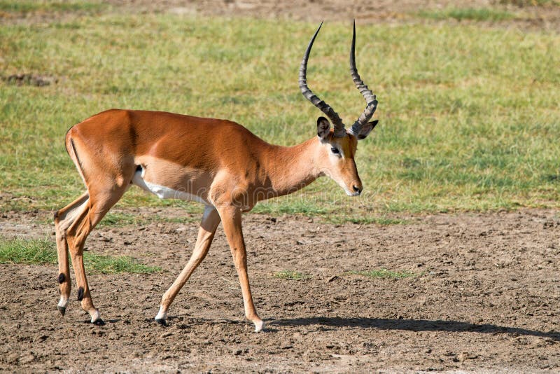 Impala stock image. Image of hoofed, impala, mammals - 49790163