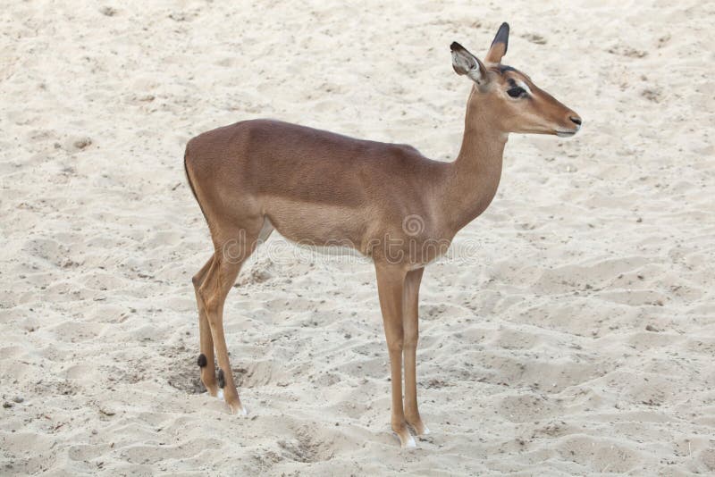Impala (Aepyceros Melampus) Jumping Across Mud Stock Photo - Image of ...
