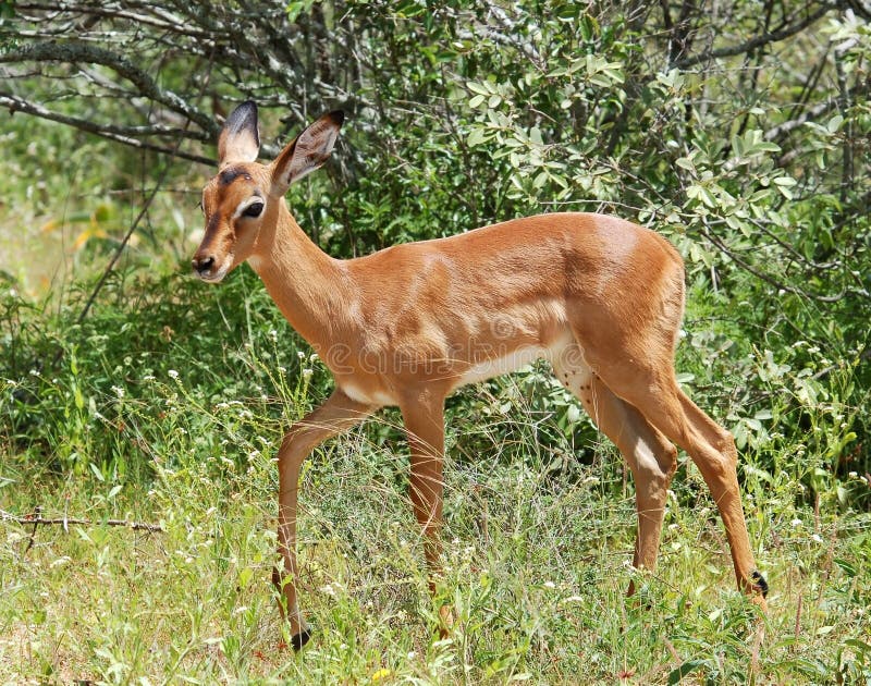 Impala in Africa stock image. Image of melampus, bull - 7202685