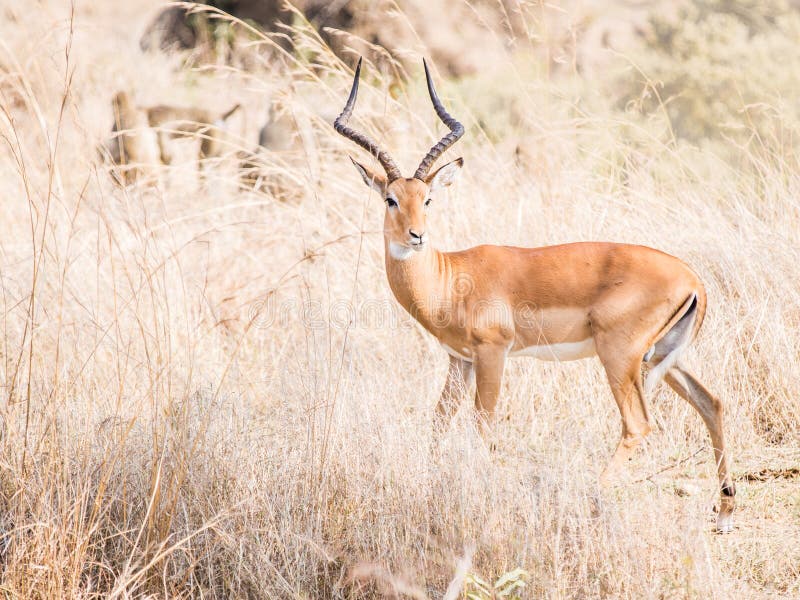 Impala stock image. Image of desktop, antelope, africa - 46909379
