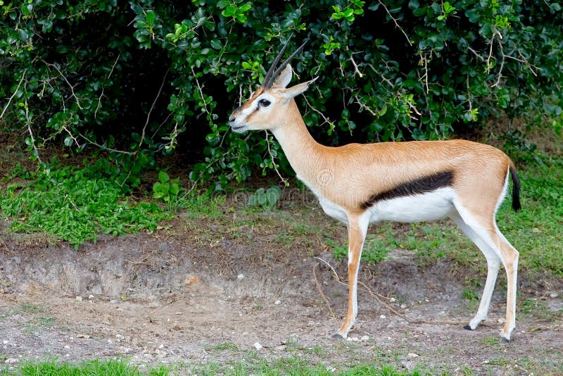 Impala stock image. Image of horns, antlers, mammal, antelope - 63552339