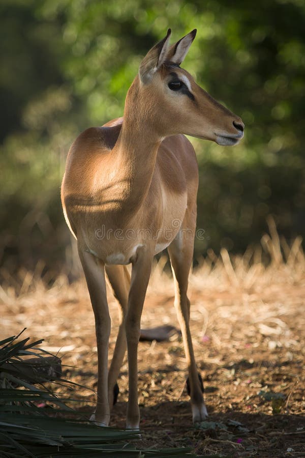 Impala Antelope is One of the Fastest Animals in the World. in the ...