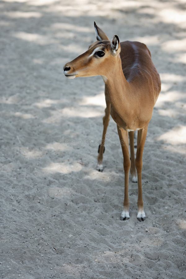 Impala antelope stock image. Image of close, area, cute - 11756991