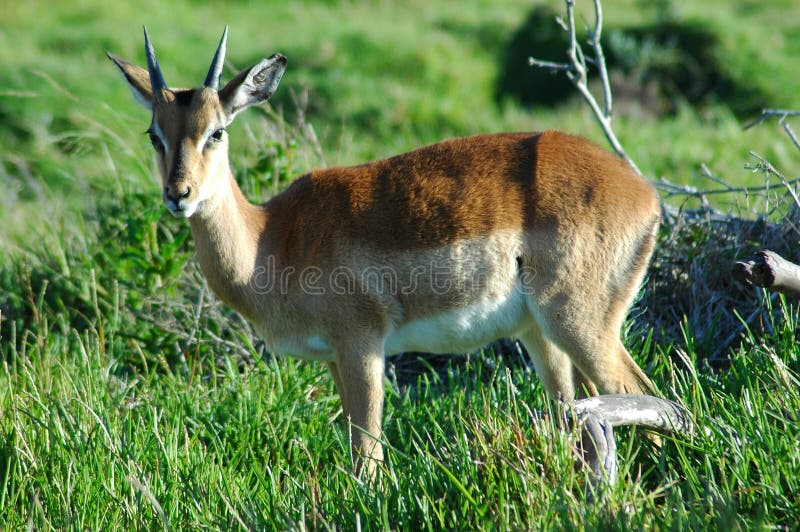 Impala antelope stock image. Image of wildlife, natural - 1645331