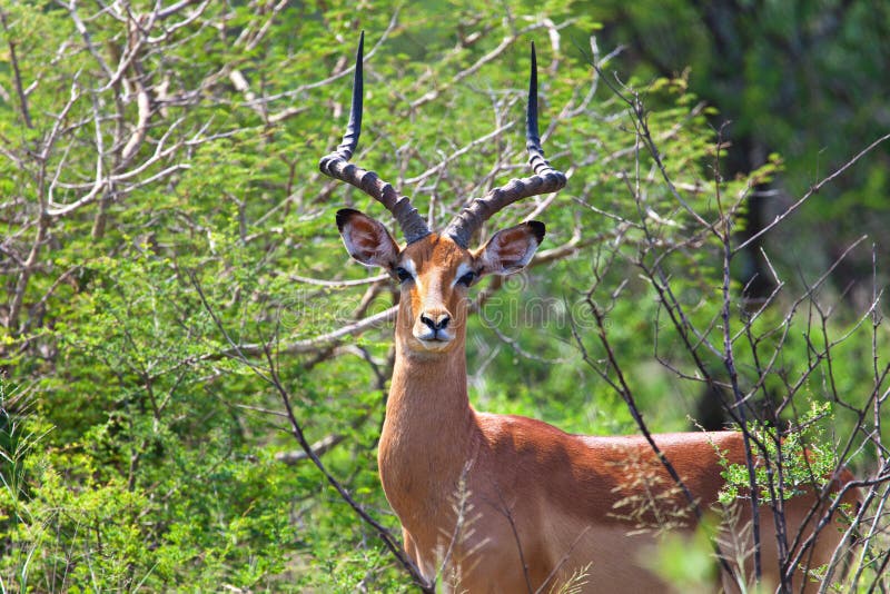 Impala antelope stock photo. Image of branches, outdoors - 17734344