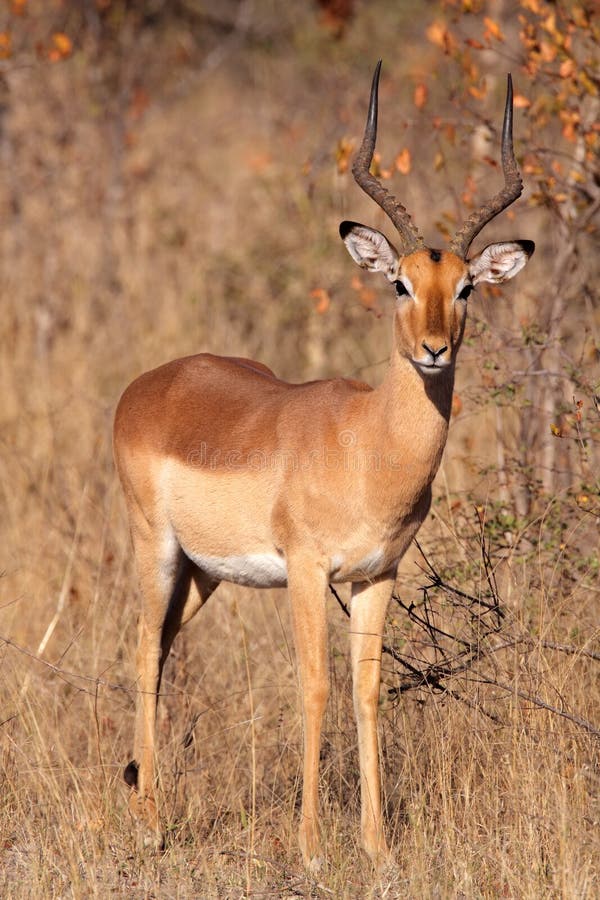 Impala antelope stock photo. Image of herbivore, national - 20532852