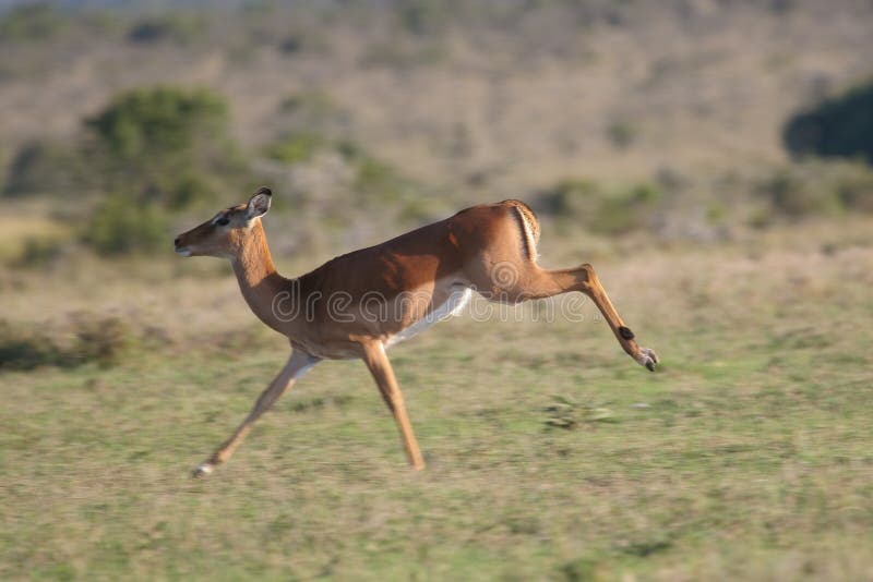 Impala antelope stock image. Image of sprint, running - 2376675